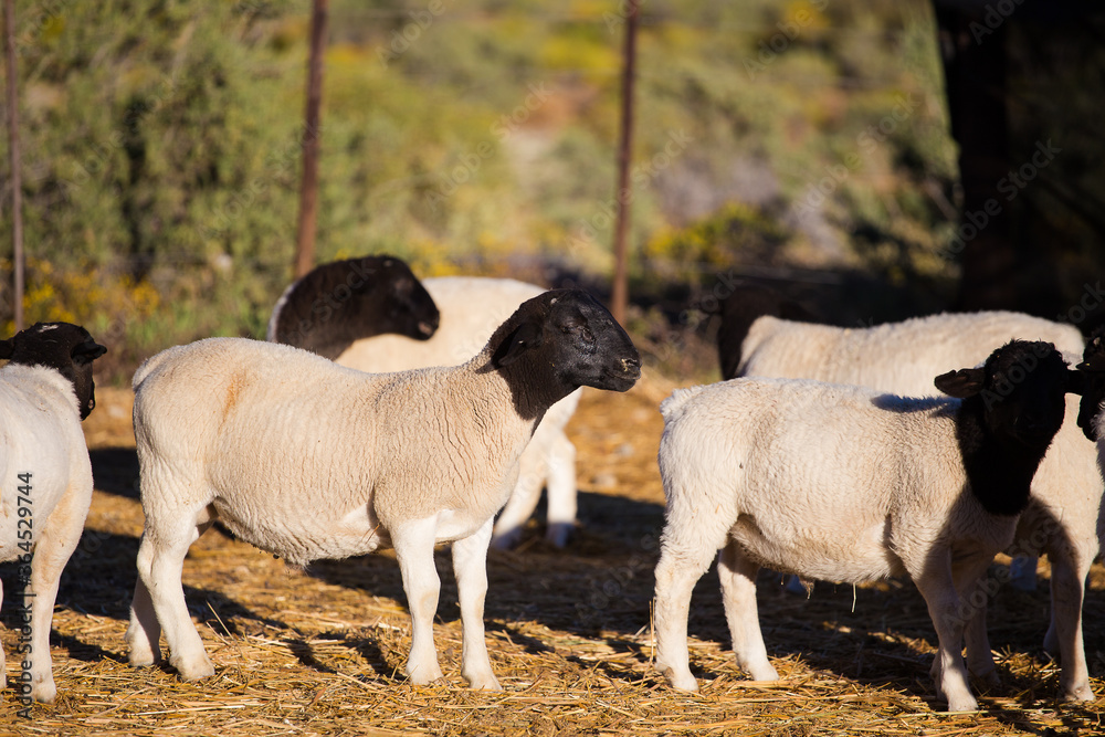 Dorper Sheep Rams on a dorper sheep stud farm in the Tankwa karoo in ...