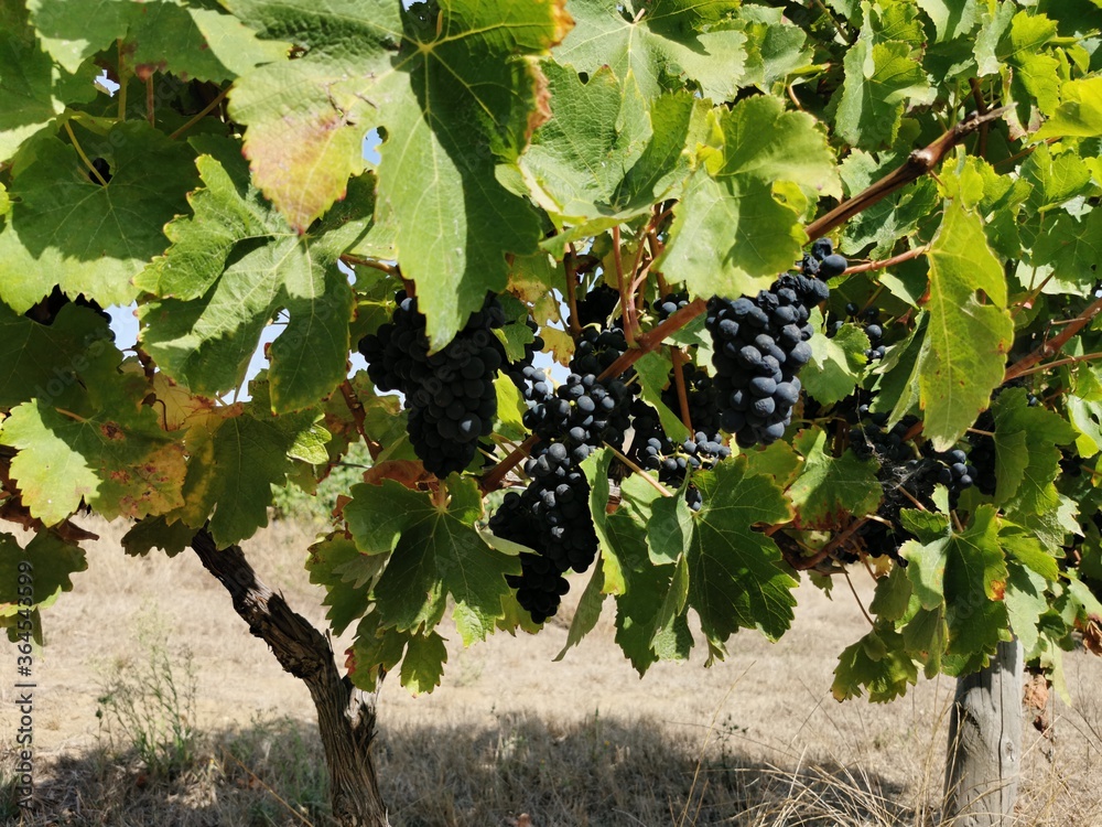 Uvas maduras prontas para a vindima em Portugal na região vitivinícula ...