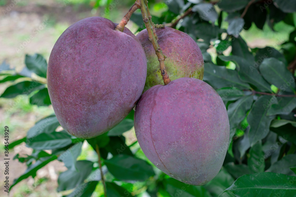 Mango tommy atkins photograph taken of two mangoes attached to the tree ...