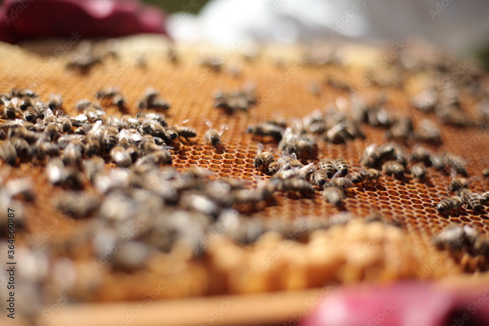 Honey bee frame from a hive with collony collapse disorder. Frame ...