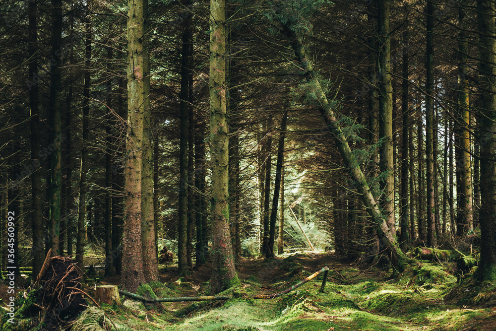 Trunks of dead trees fallen in middle of evergreen dark majestic forest ...