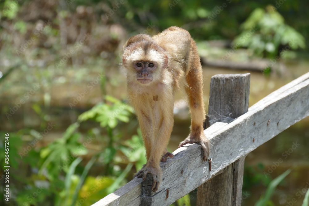 Poster White-fronted capuchin (Cebus albifrons) monkey of the subfamily ...