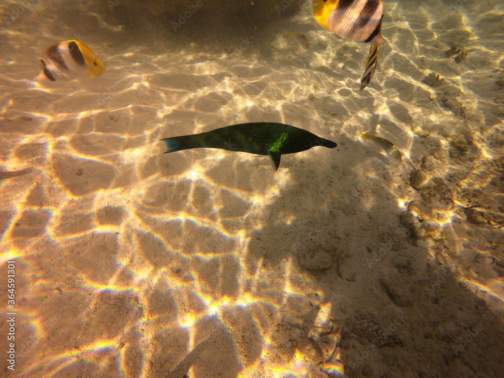 Poisson Labre oiseau, jardin de corail de Taha'a, Polynésie française ...