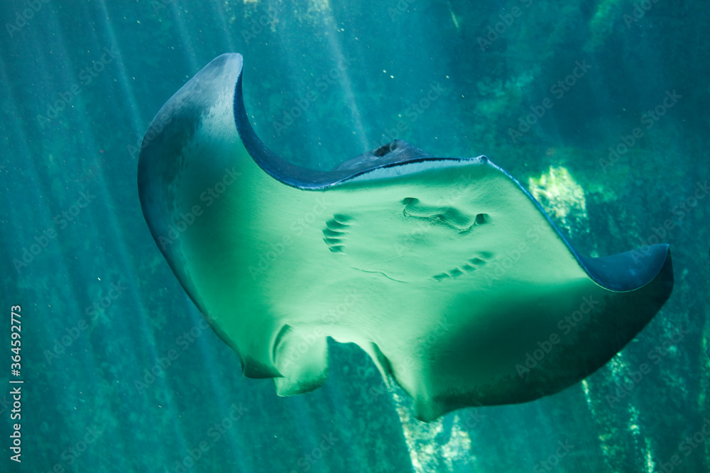 Short-Tailed Sting Ray, Two Oceans Aquarium, Cape Town, South Africa ...