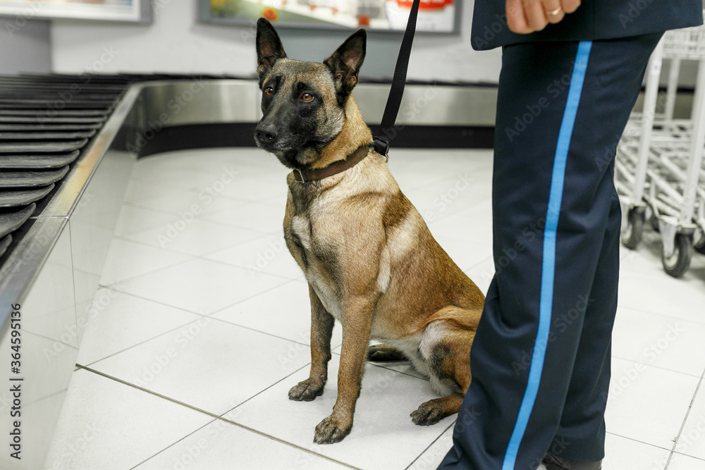 A German shepherd dog for detecting drugs sittings near customs ...