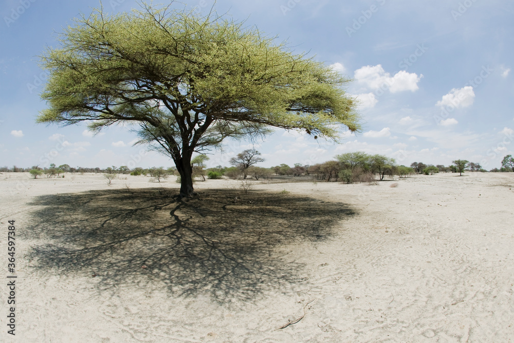 Acacia Tree and Shadow, Kalahari Desert, Maun, Botswana, Africa Stock ...
