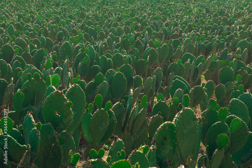Green background of nopal cactus in sunlight. Perfect background for a ...