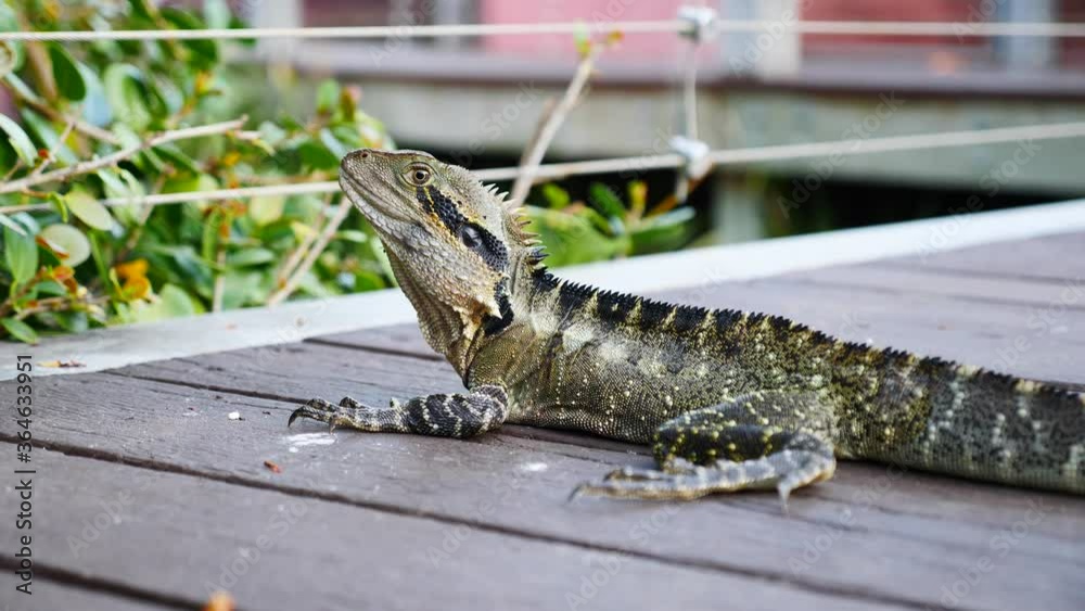 Australia Water dragon (Lizard) , Australia water lizard in public park ...
