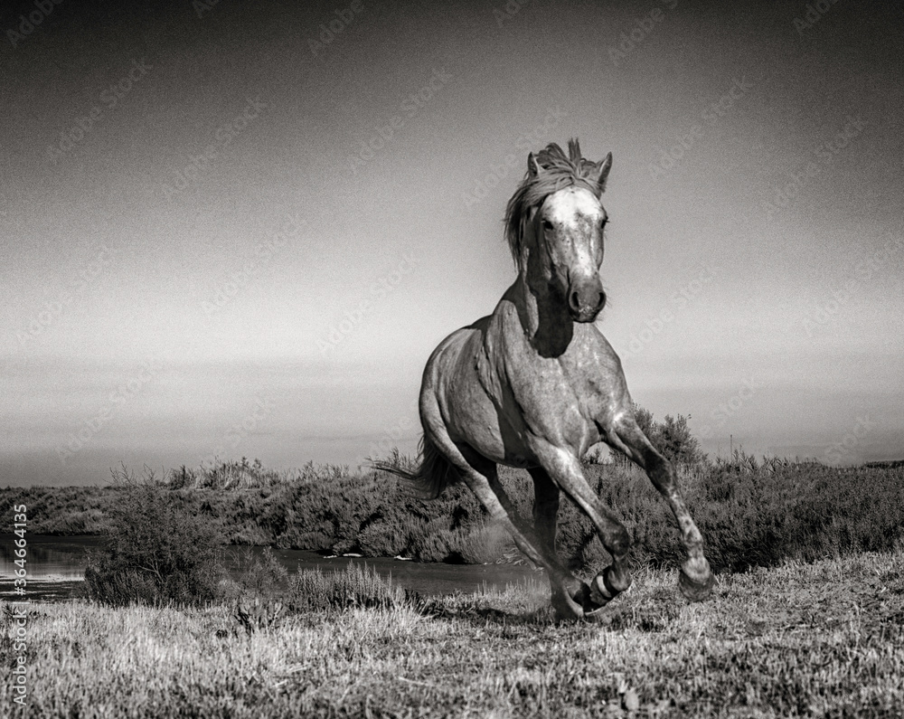 Etalon au galop Stock Photo | Adobe Stock