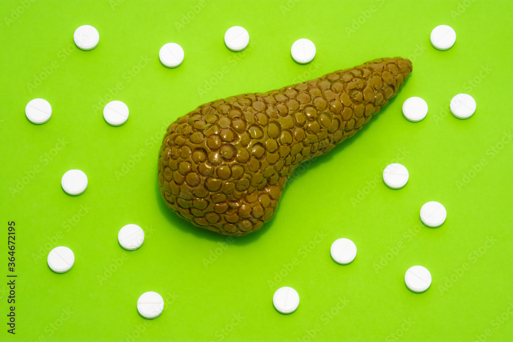 Anatomical realistic figure or model of human or animal pancreas gland ...