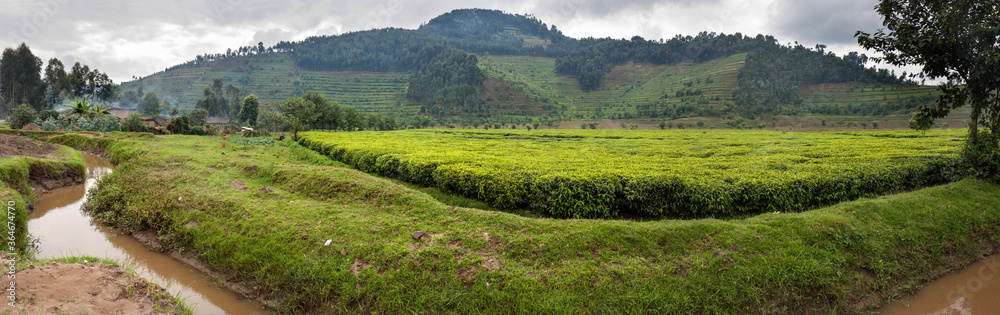 Tea plantation in Rwanda. Eucalyptus forest on the steep slopes is ...
