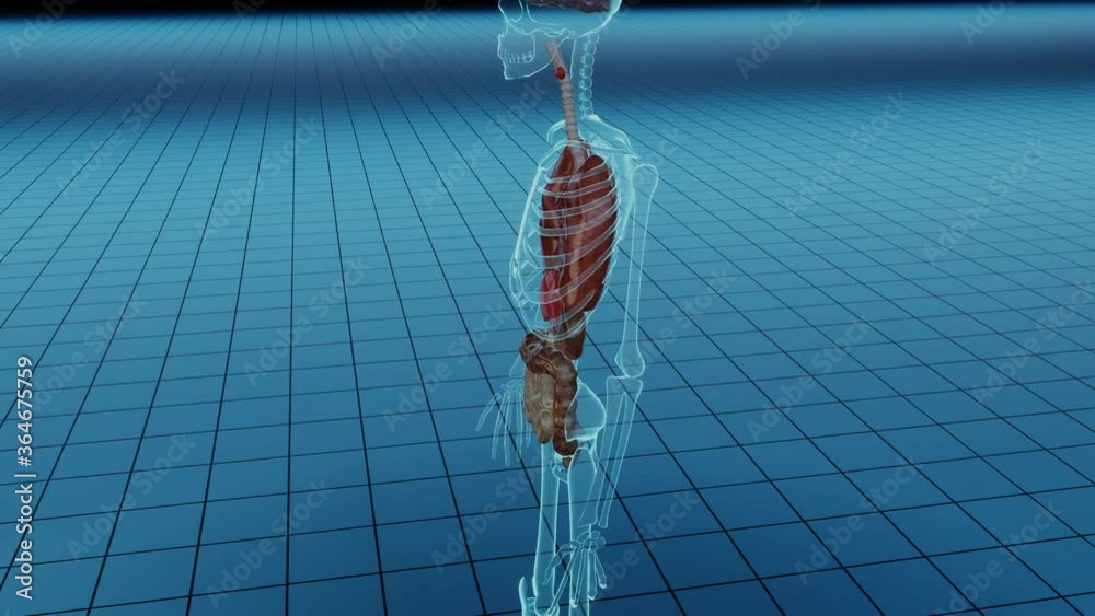 Damaged injured liver 3D render animation representation. Hepatitis ...