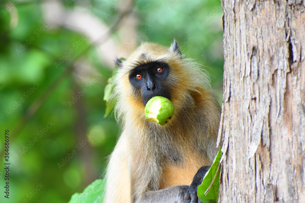 Indian Langoor Stock Photo | Adobe Stock