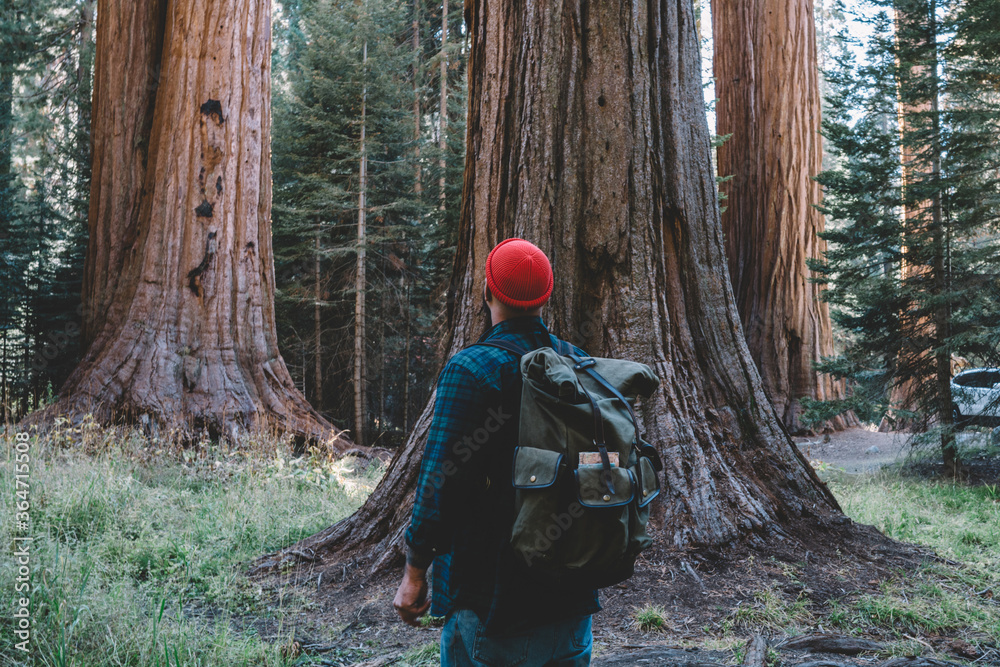 Guy wanderlust looking up to giant trees in forest exploring wild ...