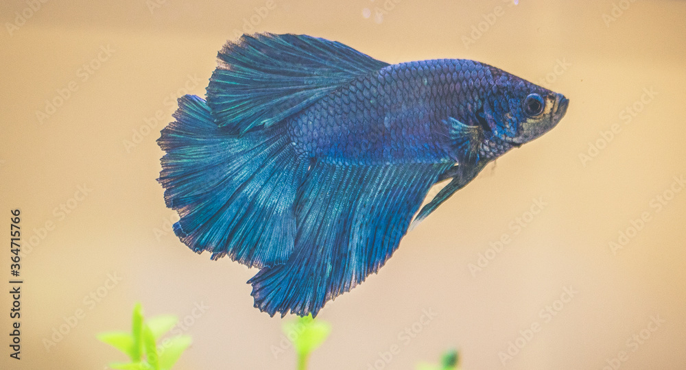 Peixe - Fish - Betta Stock Photo | Adobe Stock