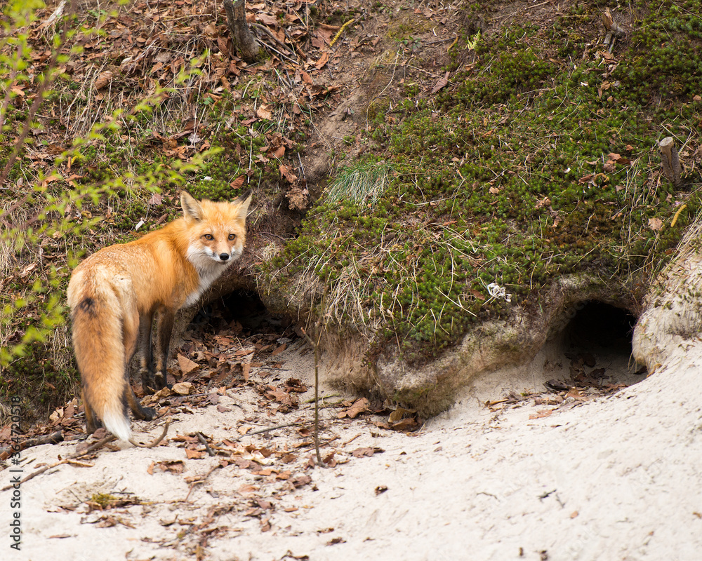 Fox Red Fox Stock Photo. Fox Red Fox by the den burrow hold. Moss and ...