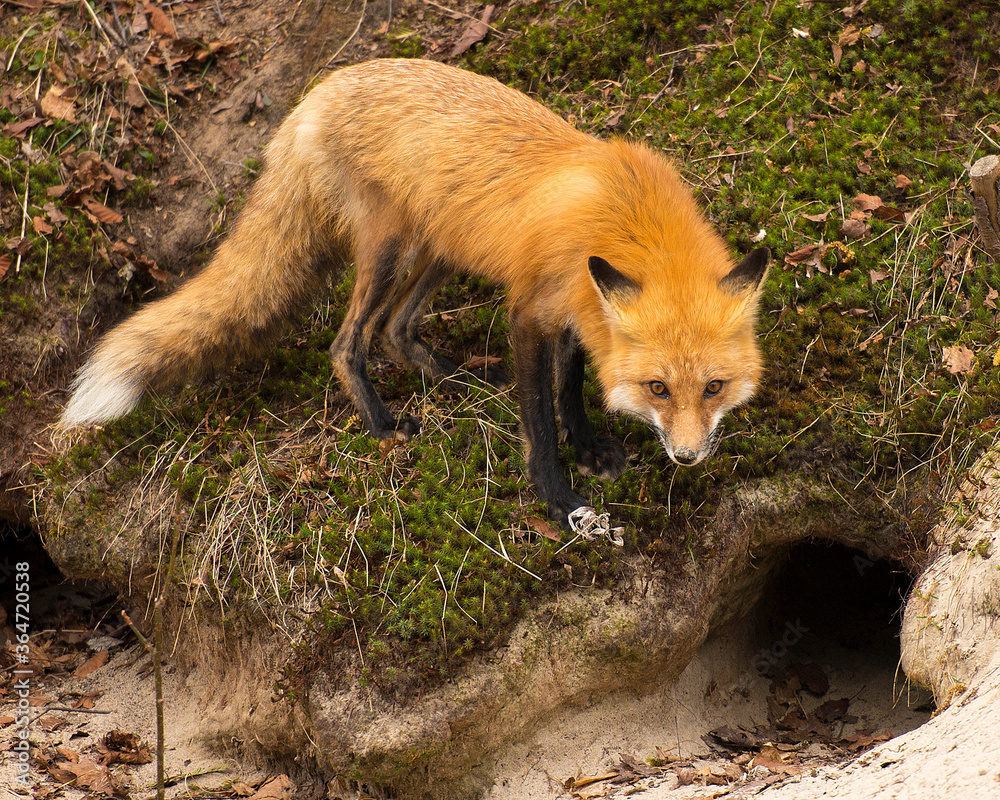 Fox Red Fox Stock Photo. Fox Red Fox by the den burrow hole in the ...