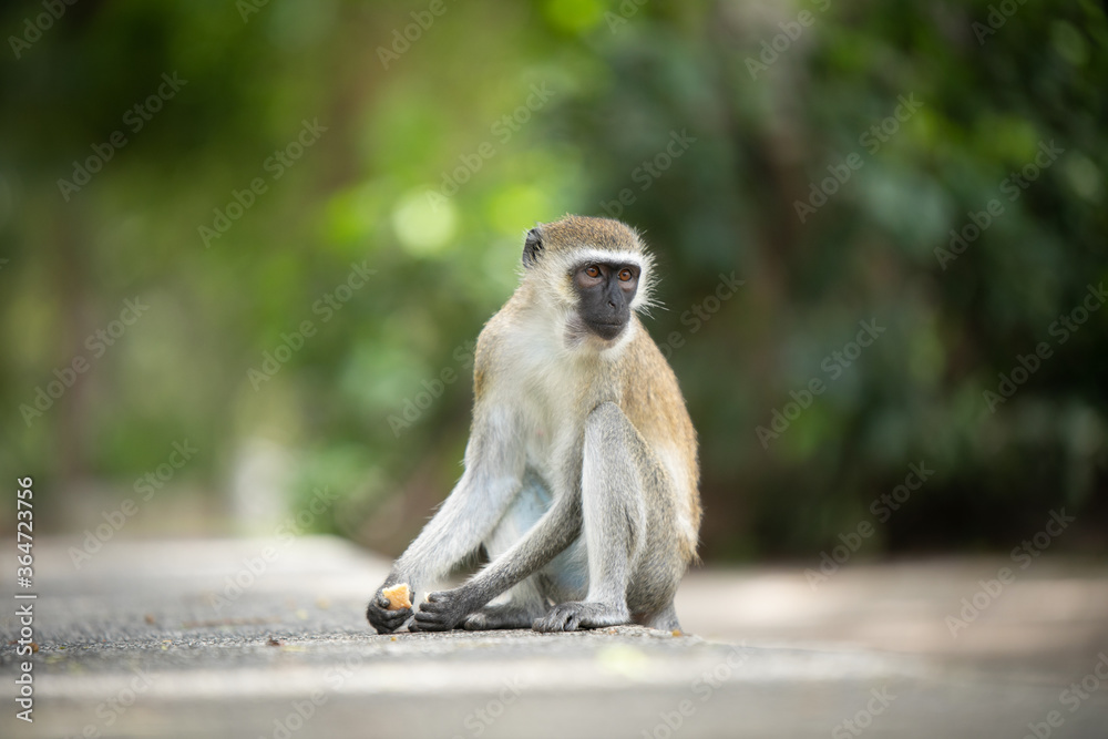 Affe säugetier Afrika Safari entdecken Stock Photo | Adobe Stock