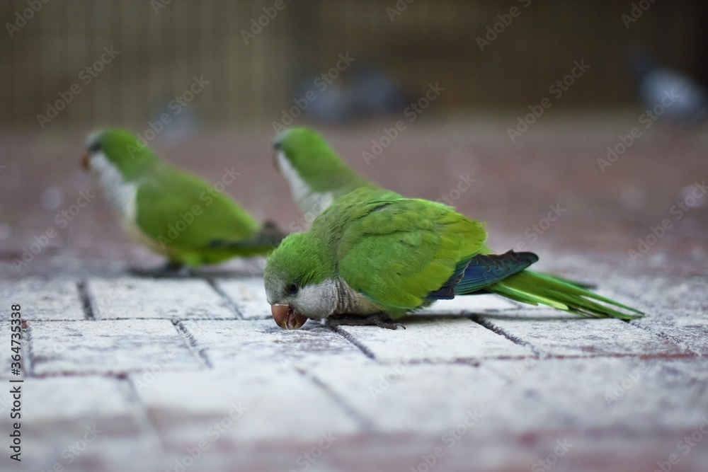 Cotorra argentina comiendo Stock Photo | Adobe Stock