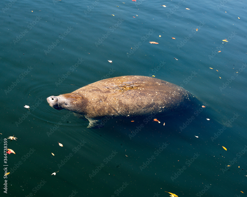 Manatees Stock Photos. Manatees close-up profile view. Manatee enjoying ...
