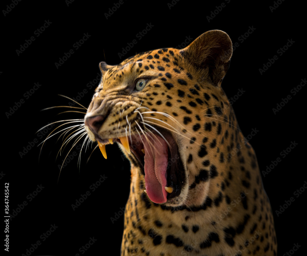 Leopard Roar Side