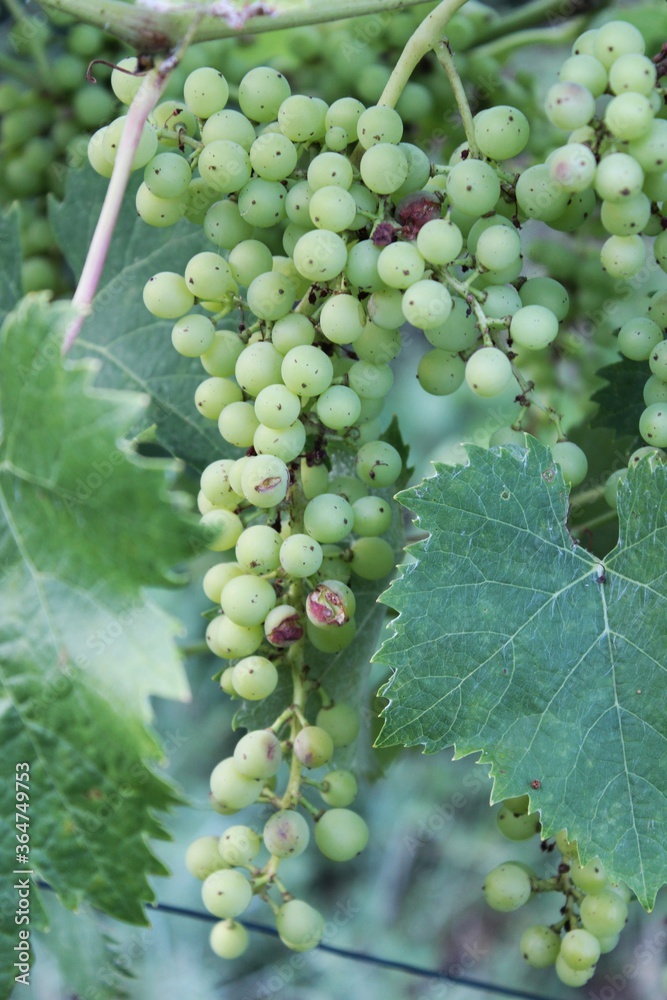 Baby grapes and green grape leaves, green grapes grow in the early ...
