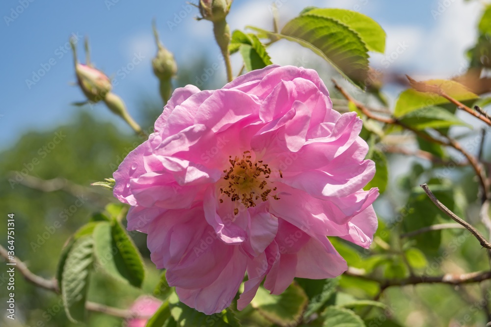 Pink Kazanlak Damascena rose, oil-bearing flowering shrub plant, the ...
