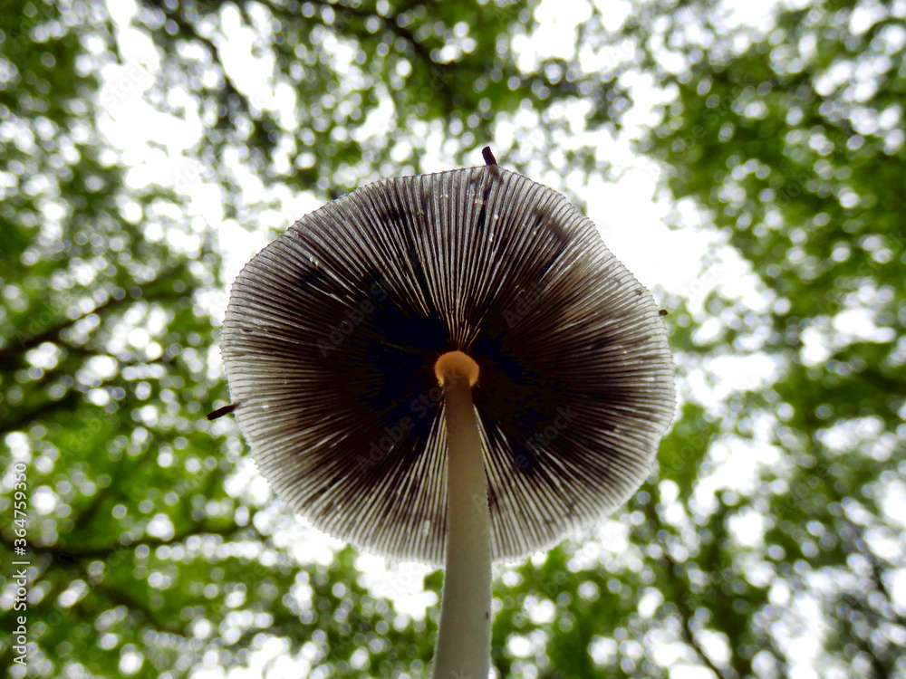 Pleated Inkcap (Parasola plicatilis) sometimes known as the Little ...