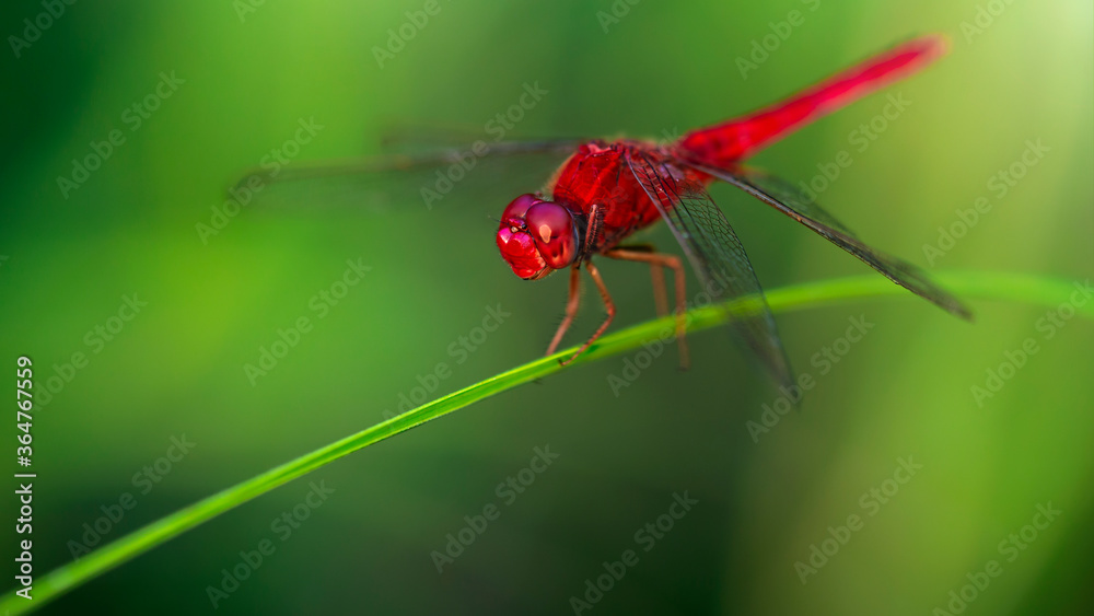 red dragonfly, wings wide open, landing on a blade of grass. macro ...