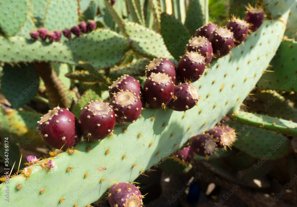 Close up shot of the Opuntia humifusa, commonly known as the devil's ...
