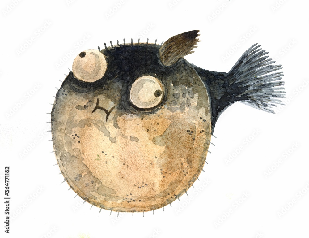watercolor illustration of a funny round gray Puffer fish with bulging ...
