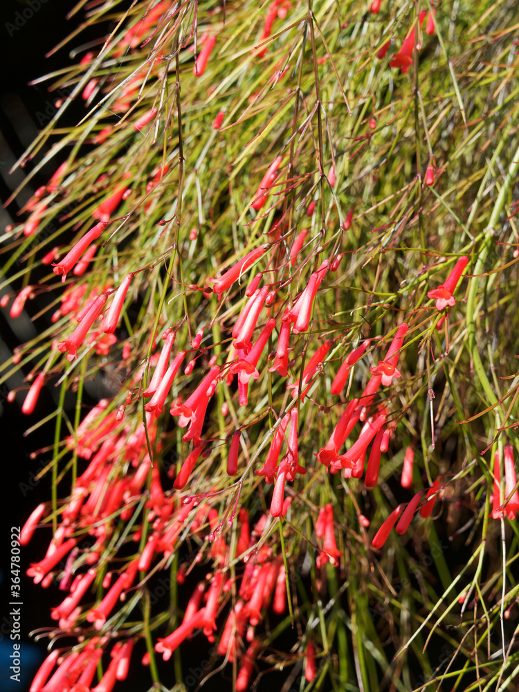 Russelia equisetiformis | Plante corail ou goutte de sang à ...