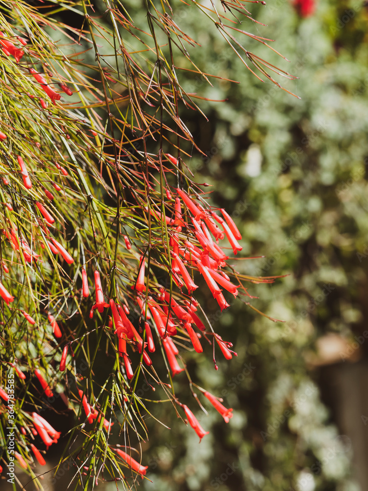 (Russelia equisetiformis) Plante corail ou goutte de sang aux branches ...