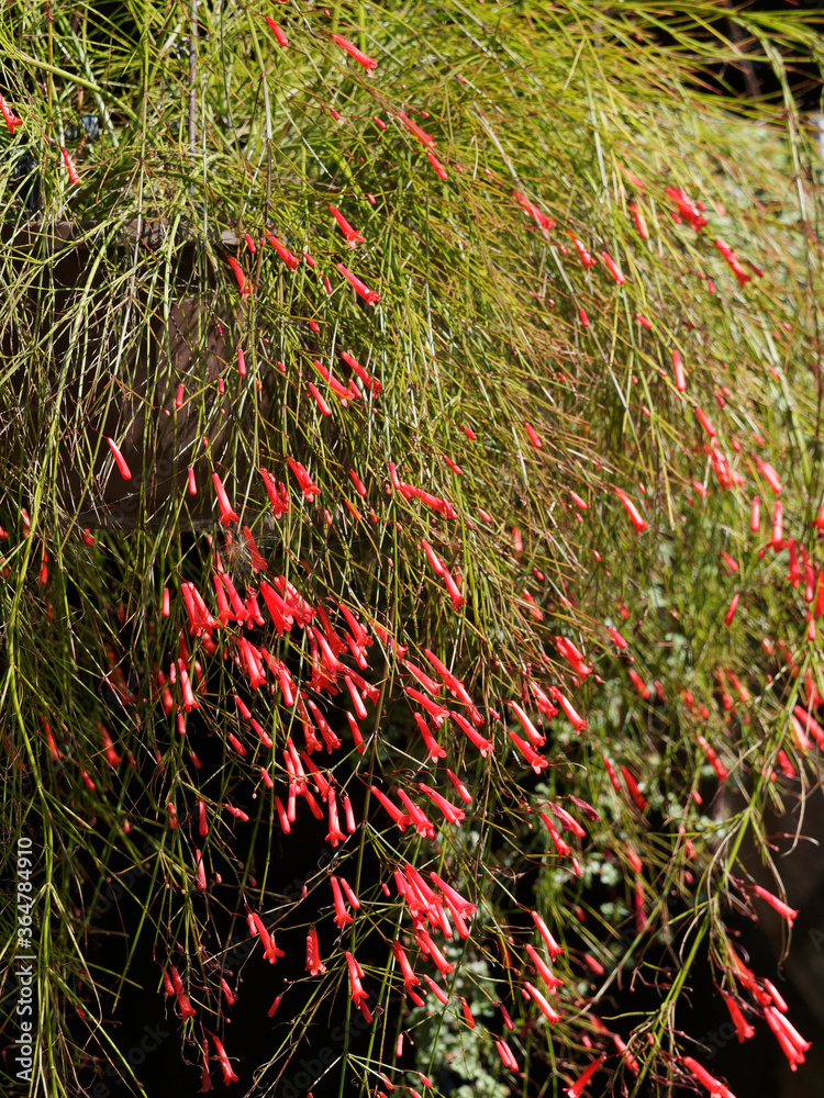 Foto Stock Russelia equisetiformis, plante corail ou fontaine de corail ...