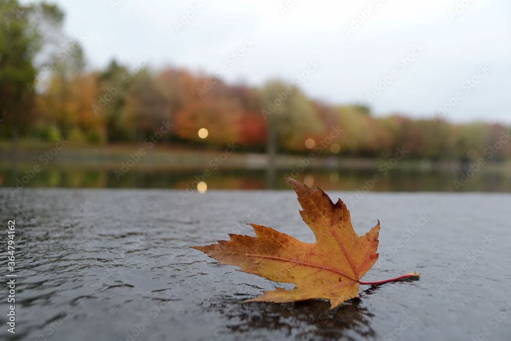 hoja de maple Stock Photo | Adobe Stock