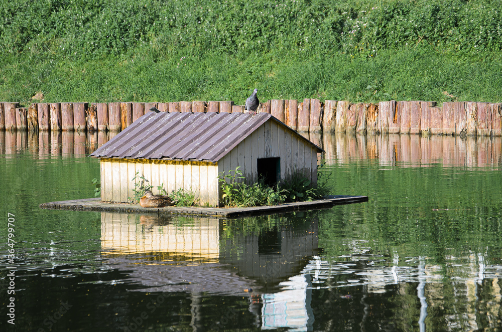 Pigeon and duck on a floating wooden duck house with a metal roof on a ...