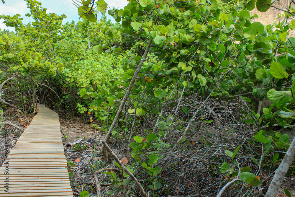 Caribbean tropical green wild life at Tayrona National Park in Santa ...