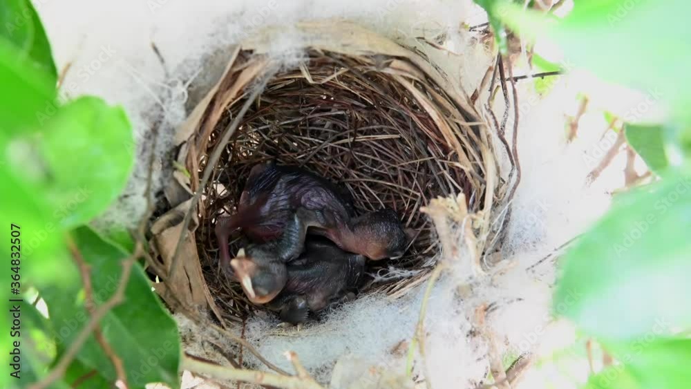 2 day old new born of baby birds in a nest of yellow-vented bulbul ...