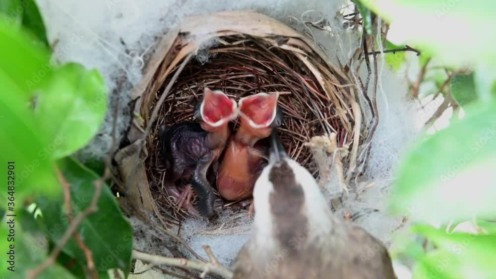 2 day old new born of baby birds in a nest of yellow-vented bulbul ...
