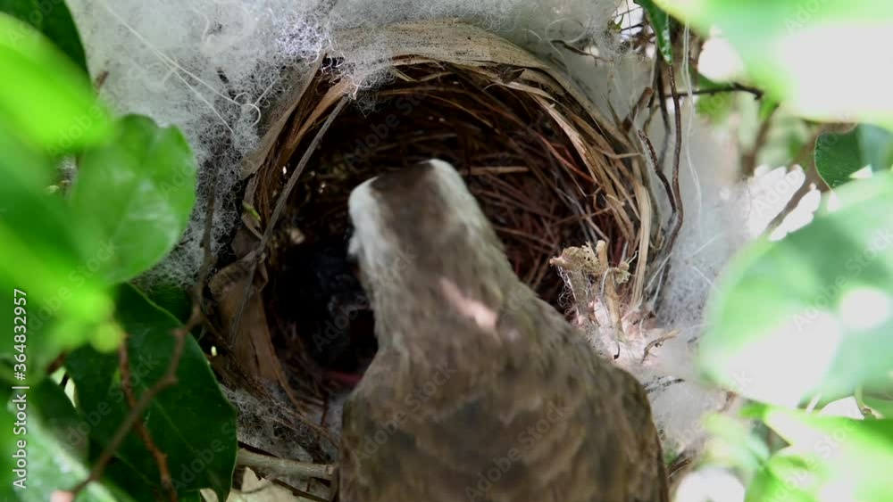Video „2 day old new born of baby birds in a nest of yellow-vented ...