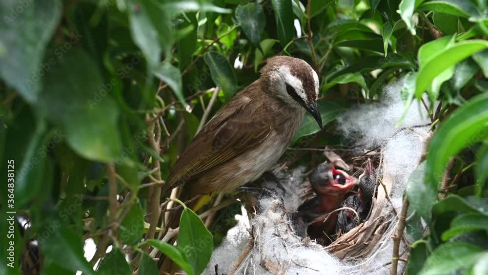 5 day old new born of baby birds in a nest of yellow-vented bulbul ...