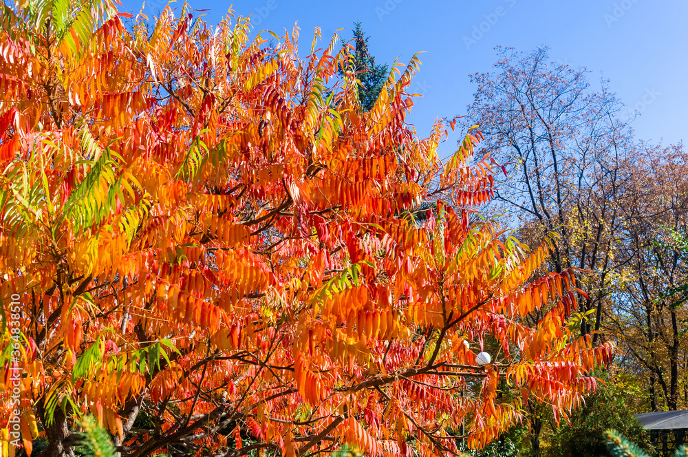 Autumn red and yellow colors of the Rhus typhina, Staghorn sumac ...
