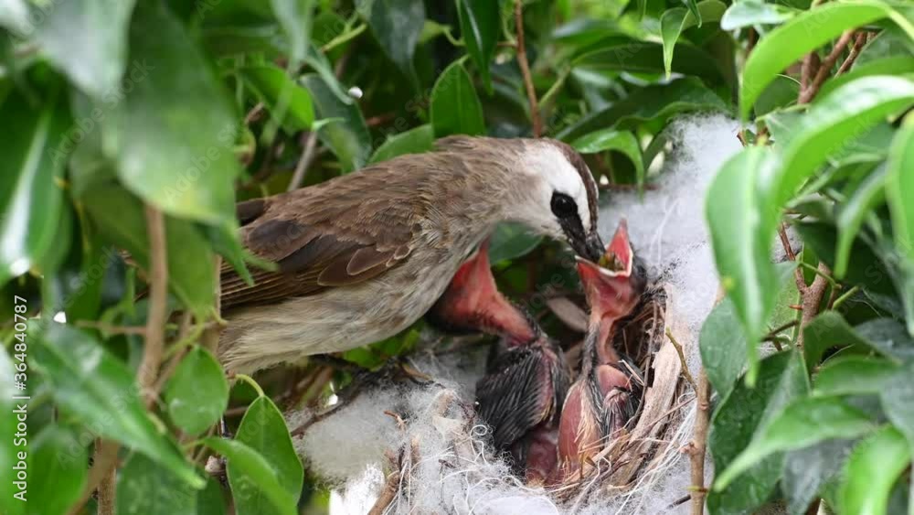 6 day old new born of baby birds in a nest of yellow-vented bulbul ...