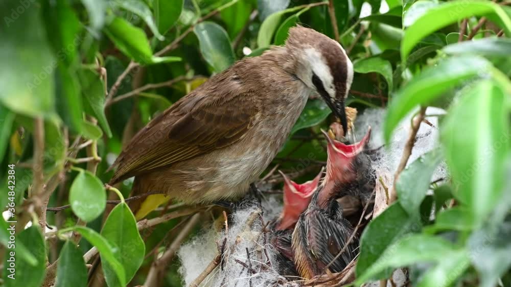 7 day old new born of baby birds in a nest of yellow-vented bulbul ...