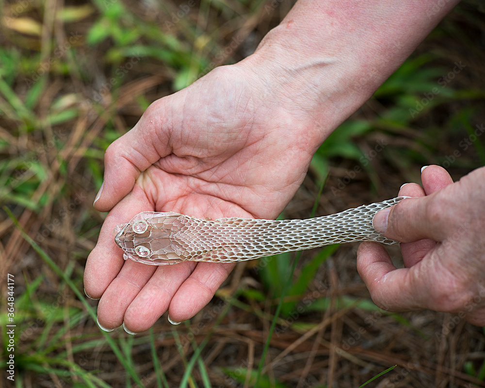 Snake Shedding Skin Stock Photos. Snake Shedding Skin on a human hand in its habitat and ...