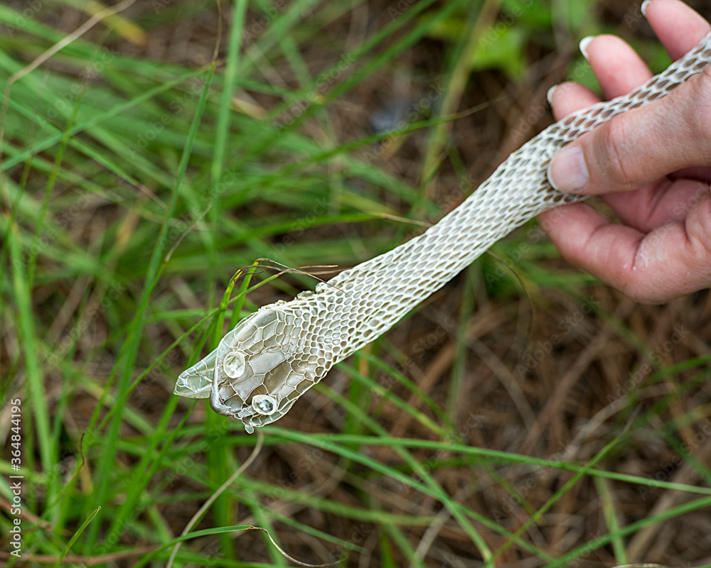 Snake Shedding Skin Stock Photos. Snake Shedding Skin on a human hand ...