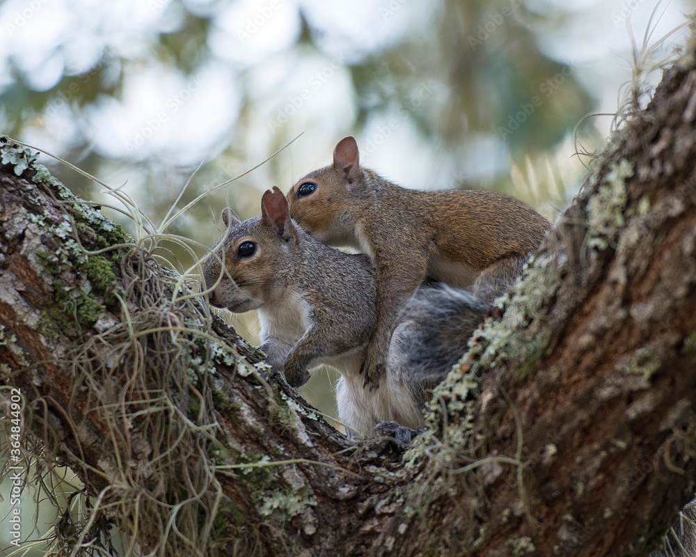Squirrel Animal Stock Photos. Squirrels couple mating profile view ...