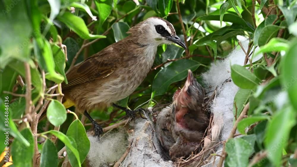 8 day old new born of baby birds in a nest of yellow-vented bulbul ...