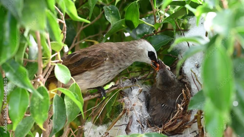 10 day old new born of baby birds in a nest of yellow-vented bulbul ...