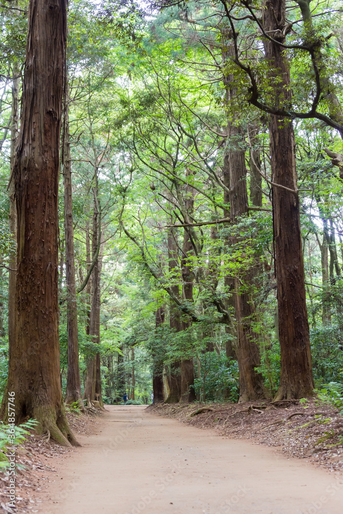 Approach to Kashima Shrine (Kashima jingu Shrine) in Kashima, Ibaraki ...